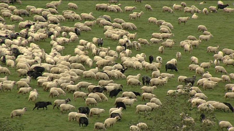 Rozpoczął się osod, czyli spęd owiec z górskich pastwisk