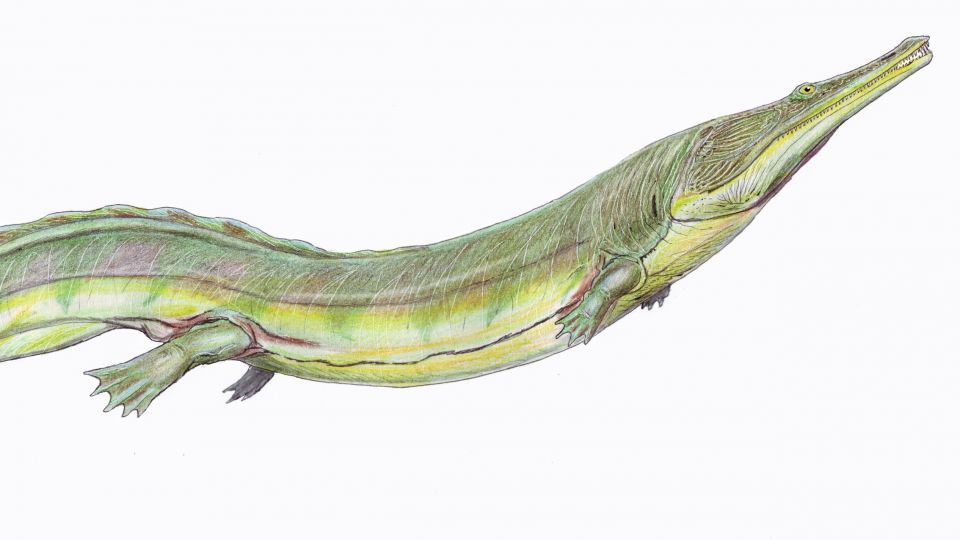 Trematosaur remains from 250 million years ago are Poland’s first