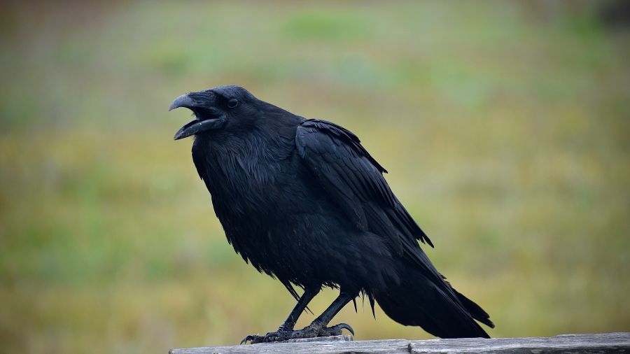 Wrony rozumieją prawdopodobieństwo podobnie jak naczelne