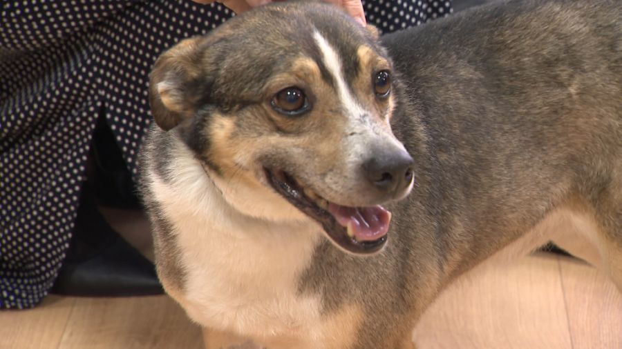 Majki to nowy psi "urzędnik"