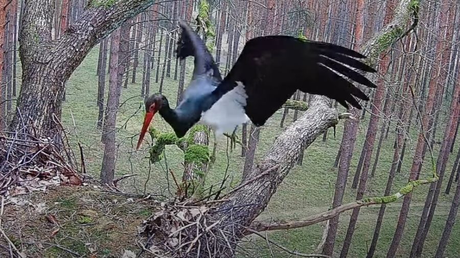 Piękny czarny bocian przyleciał do Wielkopolski. To ptak z historią [WIDEO]
