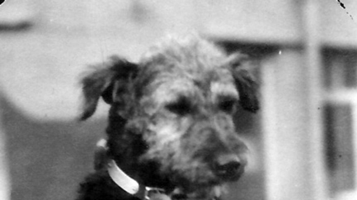 The remarkable tale of Ciapek, a Polish WWII bomber squadron mascot