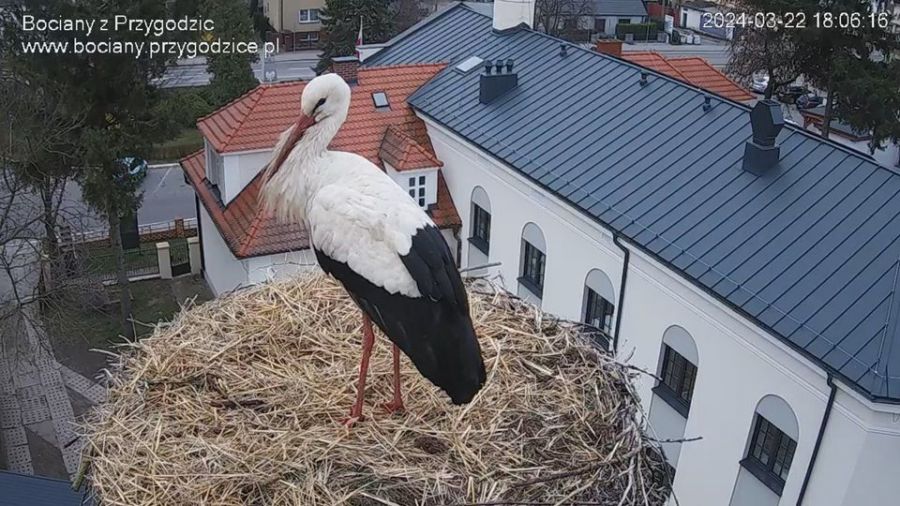 Pierwszy bocian w gnieździe w Przygodzicach! Są wstępne przypuszczenia