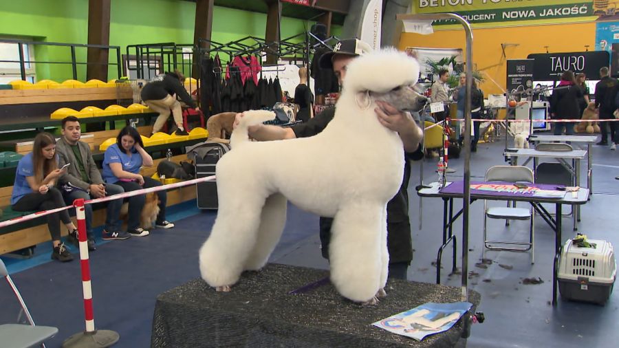 Master Grooming Show. Do Łasku zjechali psi fryzjerzy