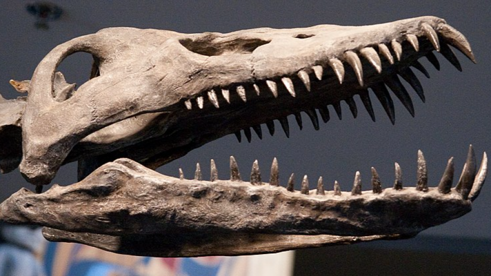 Plesiosaur Skeleton Size